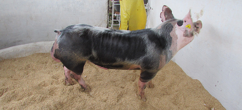 Landrace | Porcícola Líder de Colombia